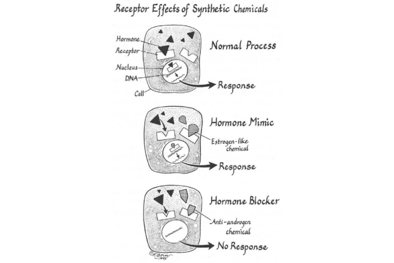 Endocrine | Theo Colborn and Endocrine Disruption